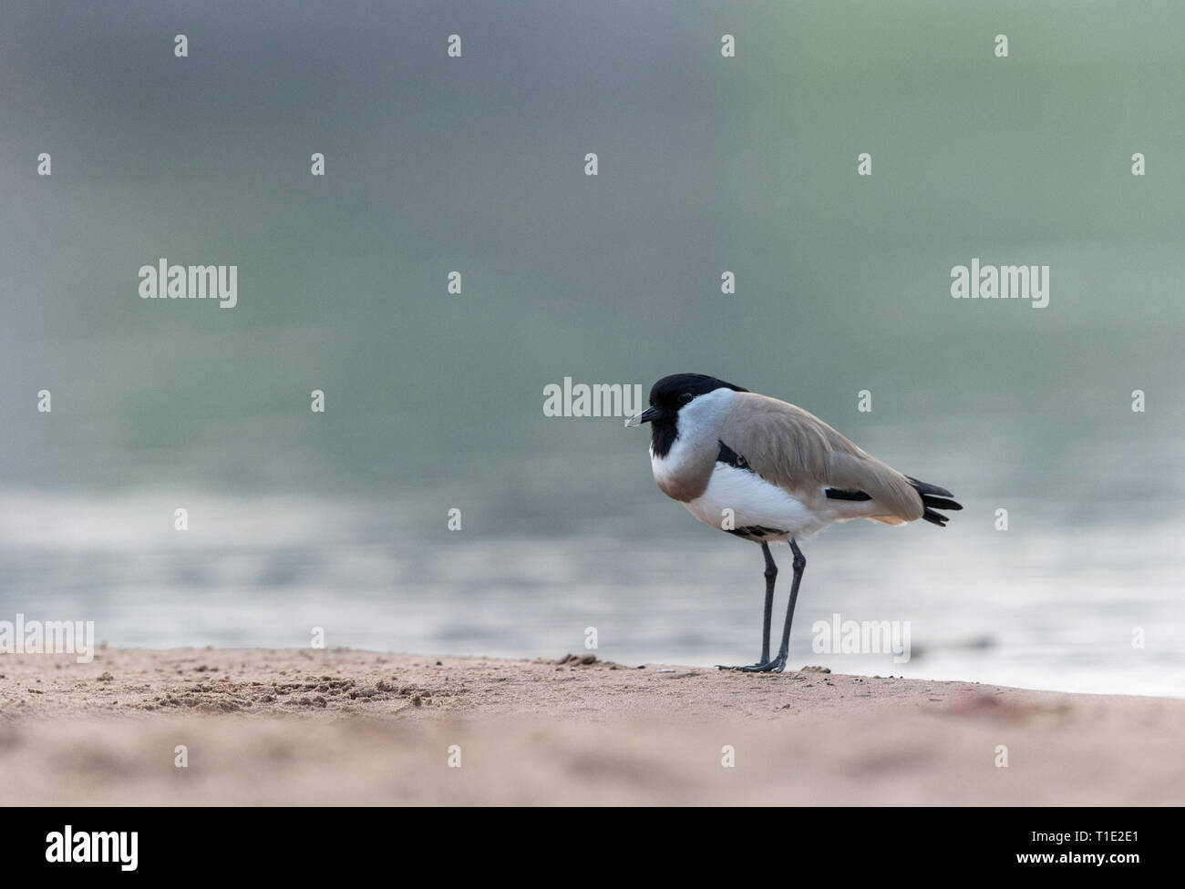 Lapwing male female hi-res stock photography and images - Alamy