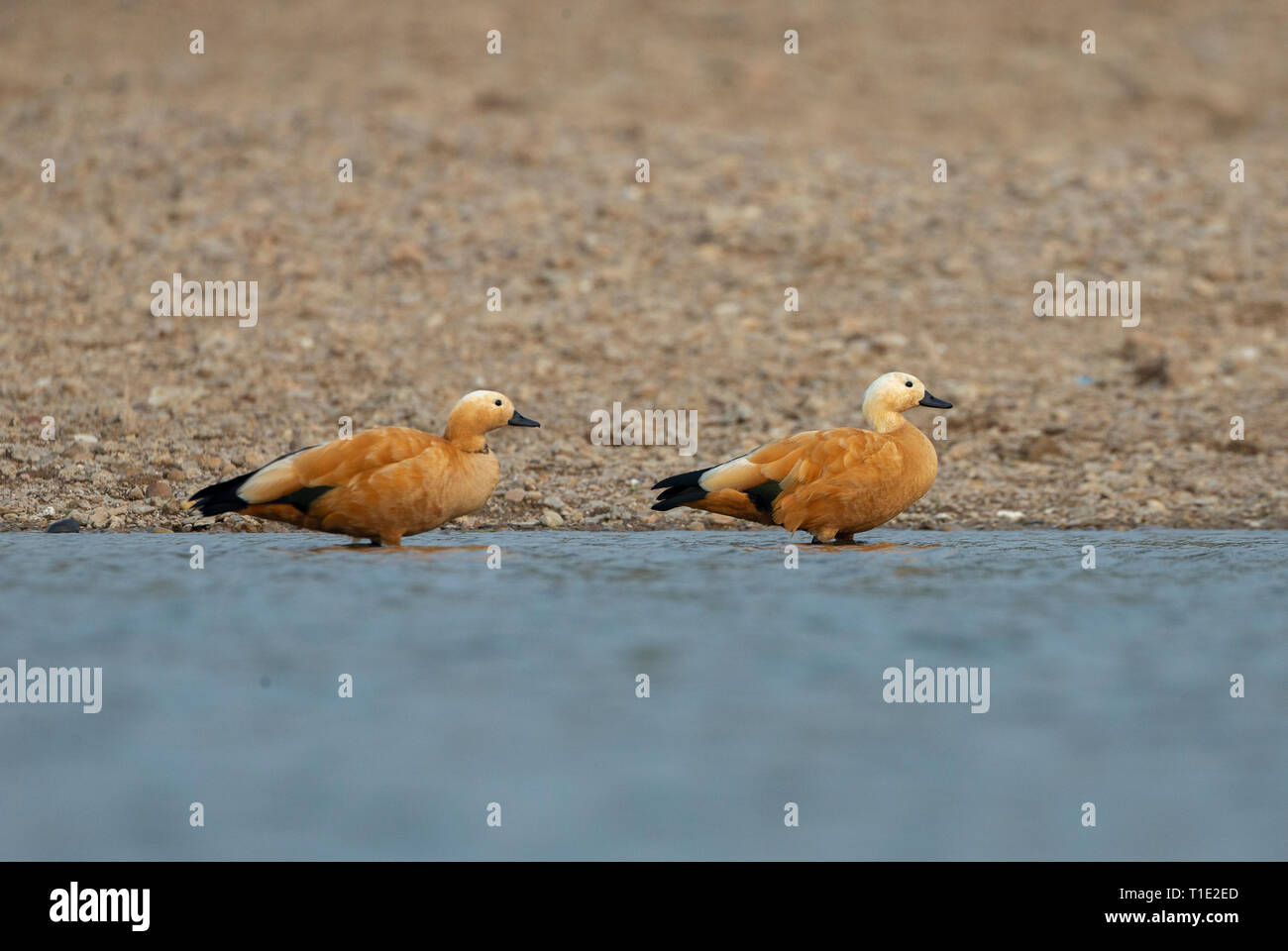Female Shell Duck High Resolution Stock Photography and Images - Alamy