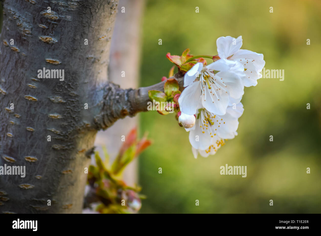 A small bunch of cherry flowers hanging from a lower short branch of ...