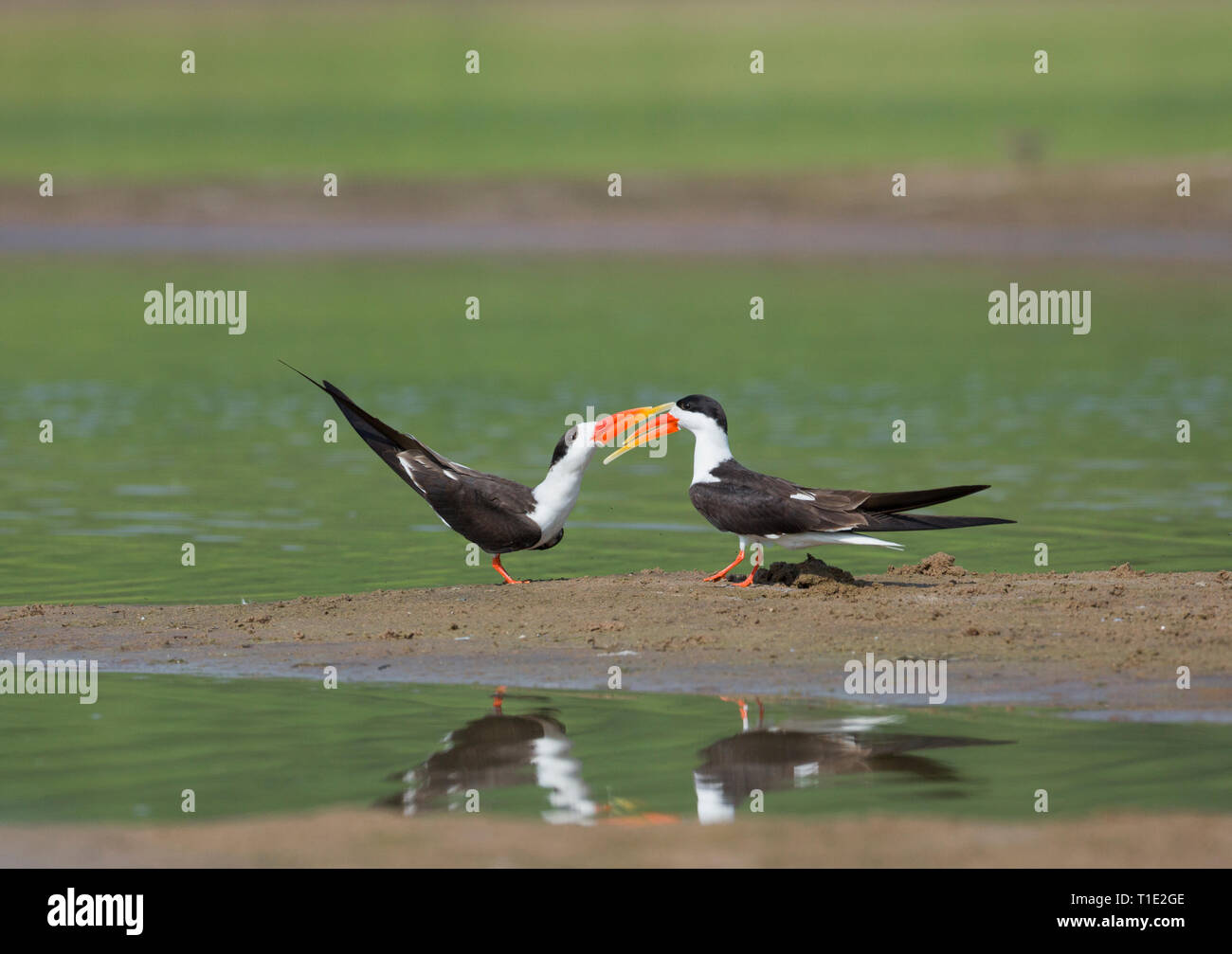Indian Skimmer courtship display at Chambal River,Rajasthan,India Stock ...