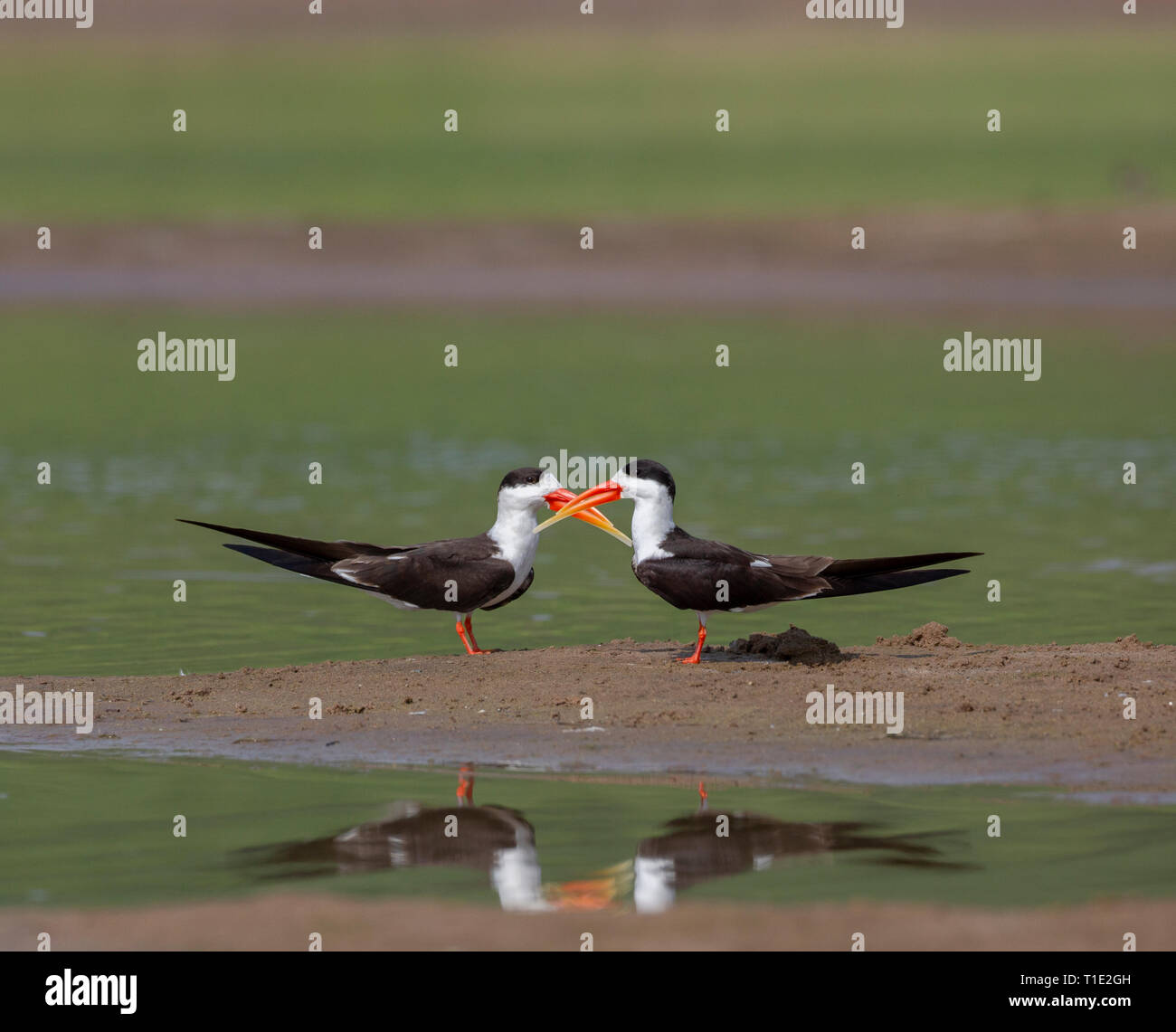 Indian Skimmer Pair at Chambal River,Rajasthan,India Stock Photo - Alamy