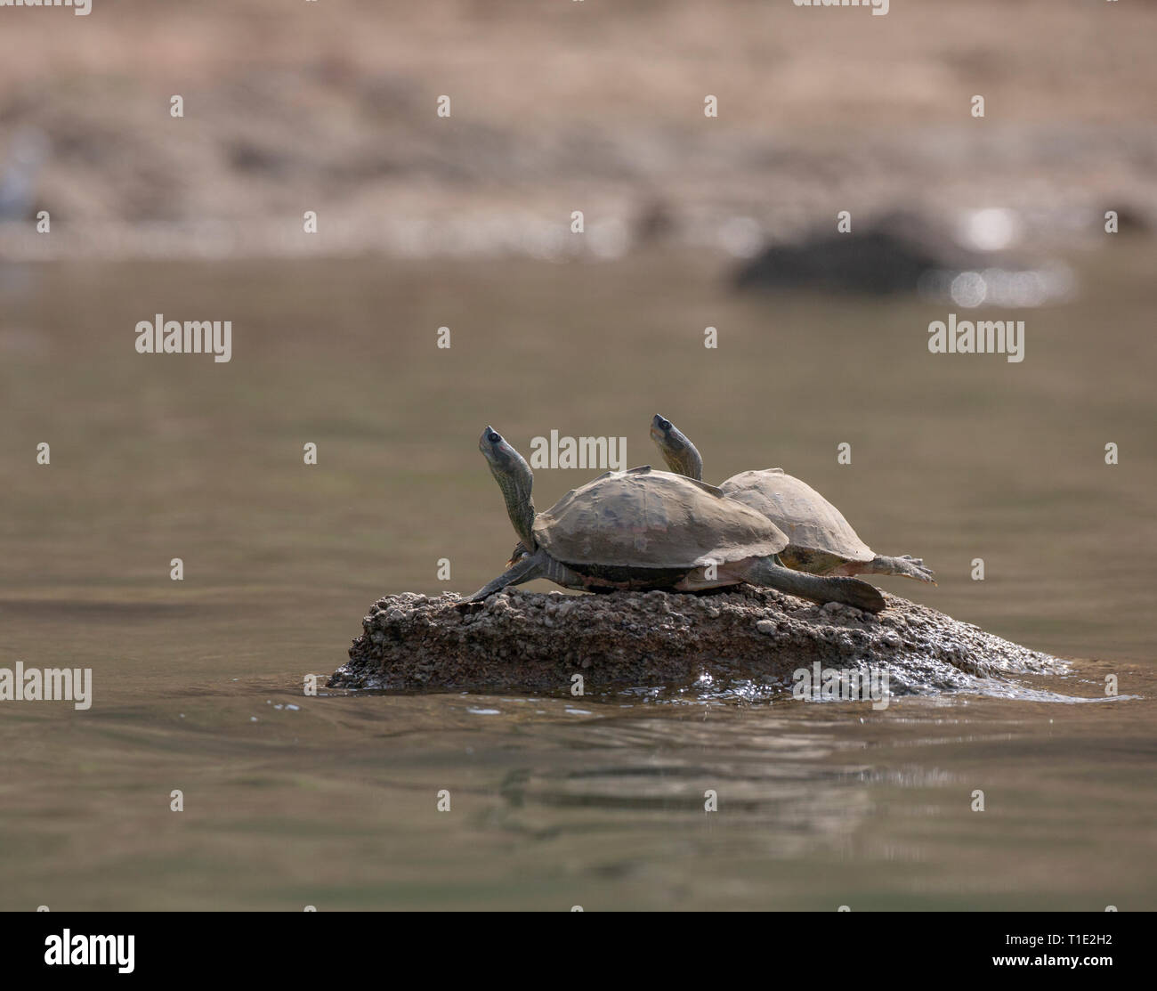 India turtles hi-res stock photography and images - Alamy