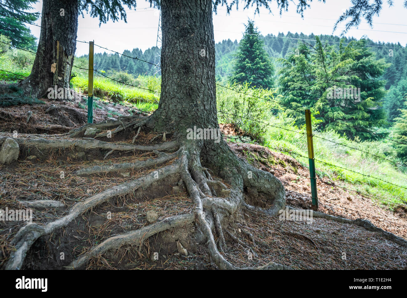 Tree roots growing above ground hi-res stock photography and images - Alamy