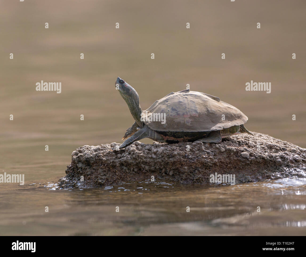 Turtle Basking at Chambal River,Rajasthan,India Stock Photo - Alamy