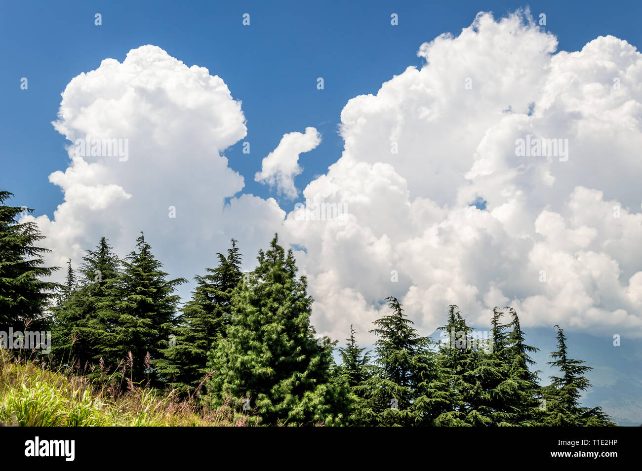 Cloudy greenery hi-res stock photography and images - Alamy