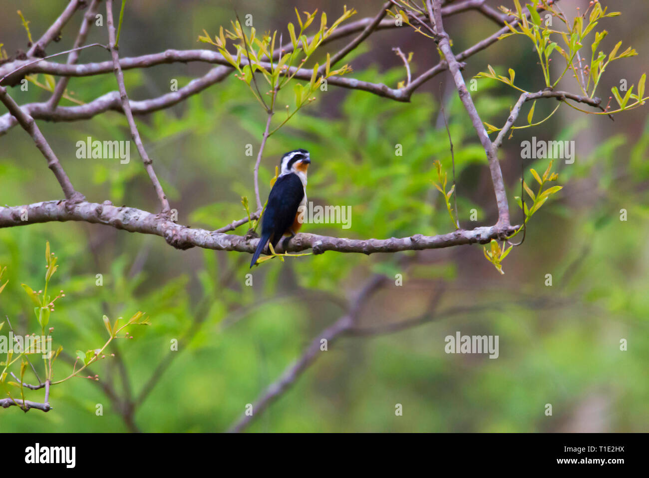 Collared falconet, Microhierax caerulescens, Jim Corbett National Park ...
