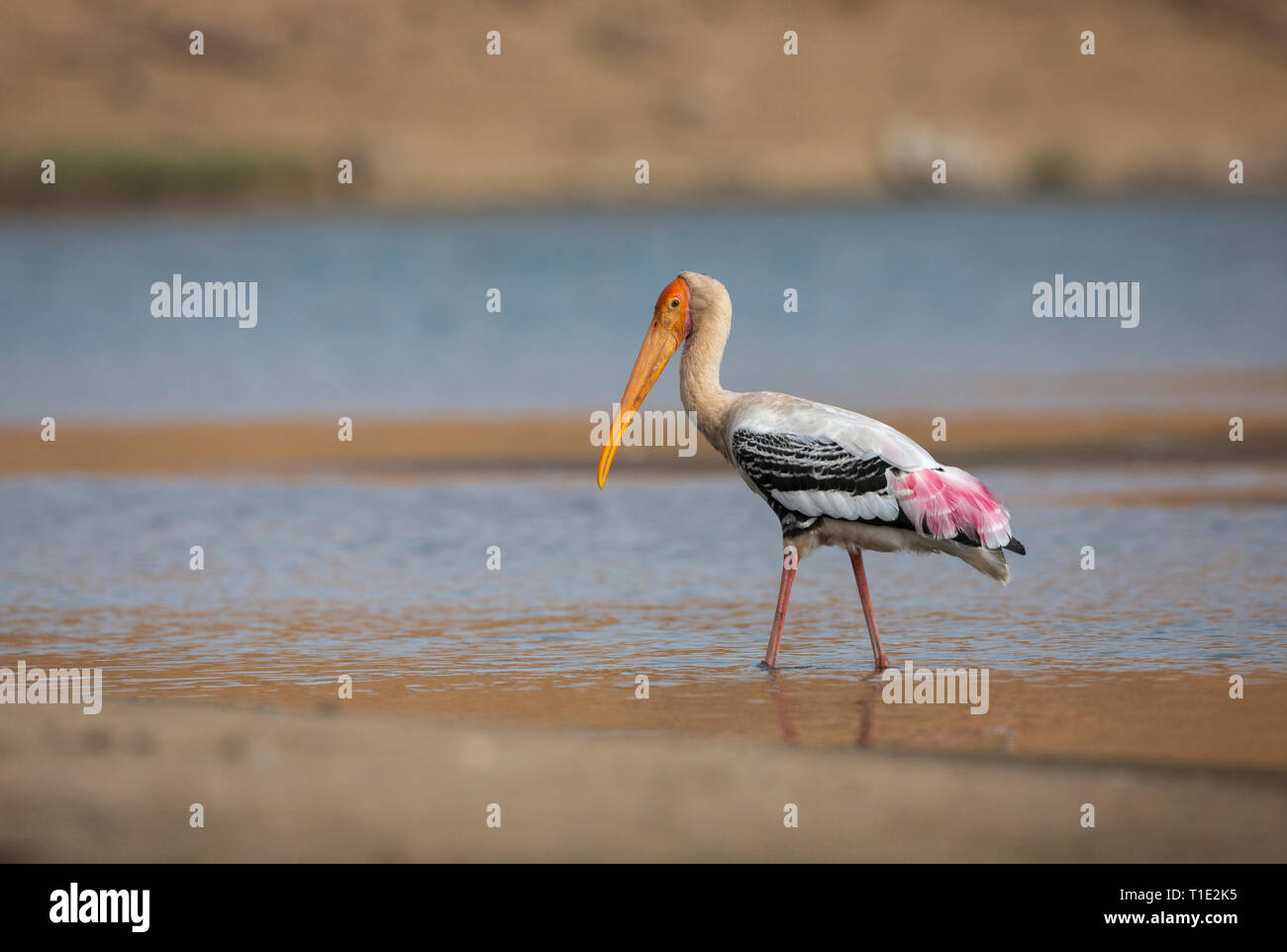 Rajasthan ecosystem hi-res stock photography and images - Alamy