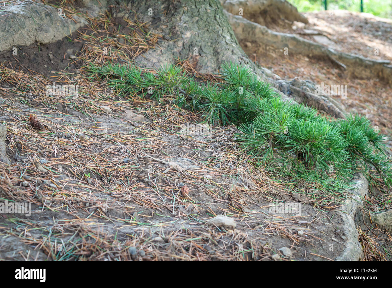 Brown and green pointed leaves of pine trees fallen on ground Stock ...