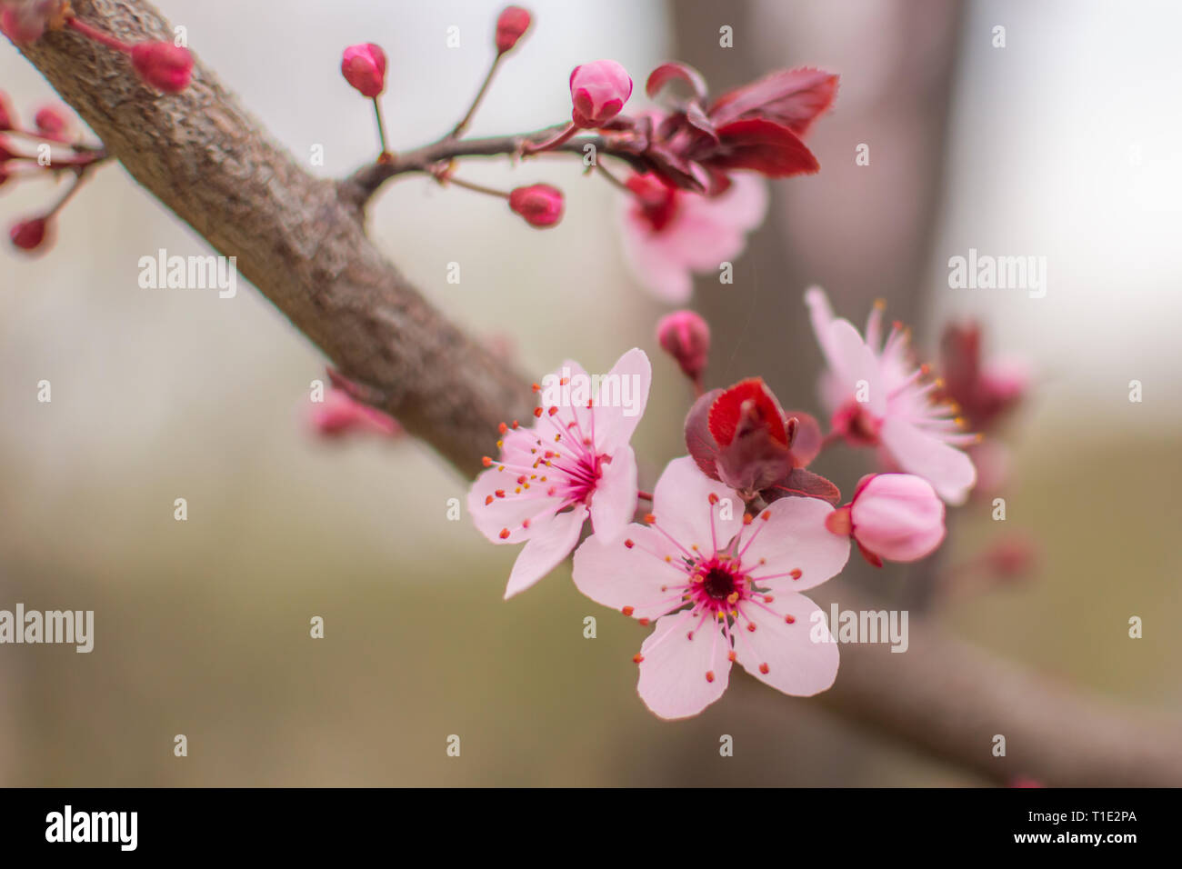 Almond flowers with pink hues in full bloom at Badamwari Srinagar in ...