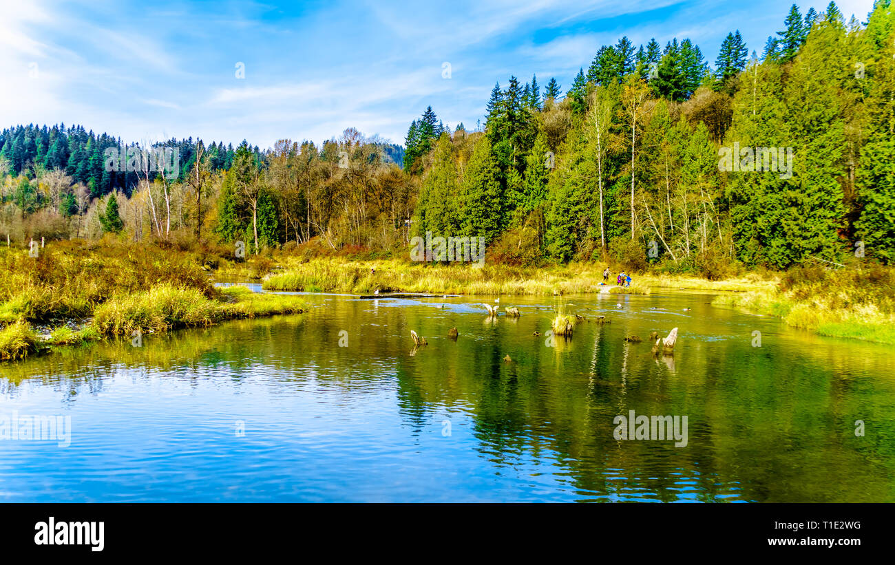 The spawning grounds of the Stave River downstream of the Ruskin Dam at ...