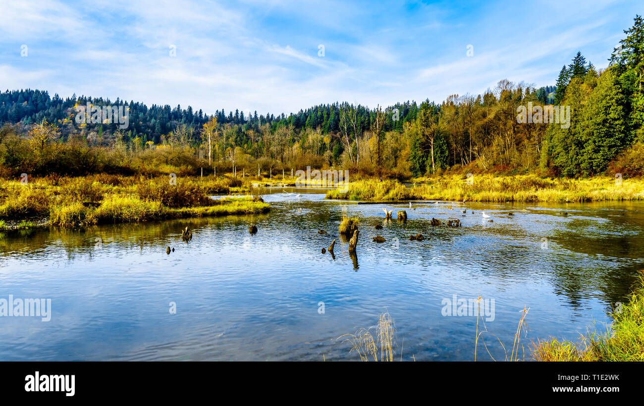 The spawning grounds of the Stave River downstream of the Ruskin Dam at ...