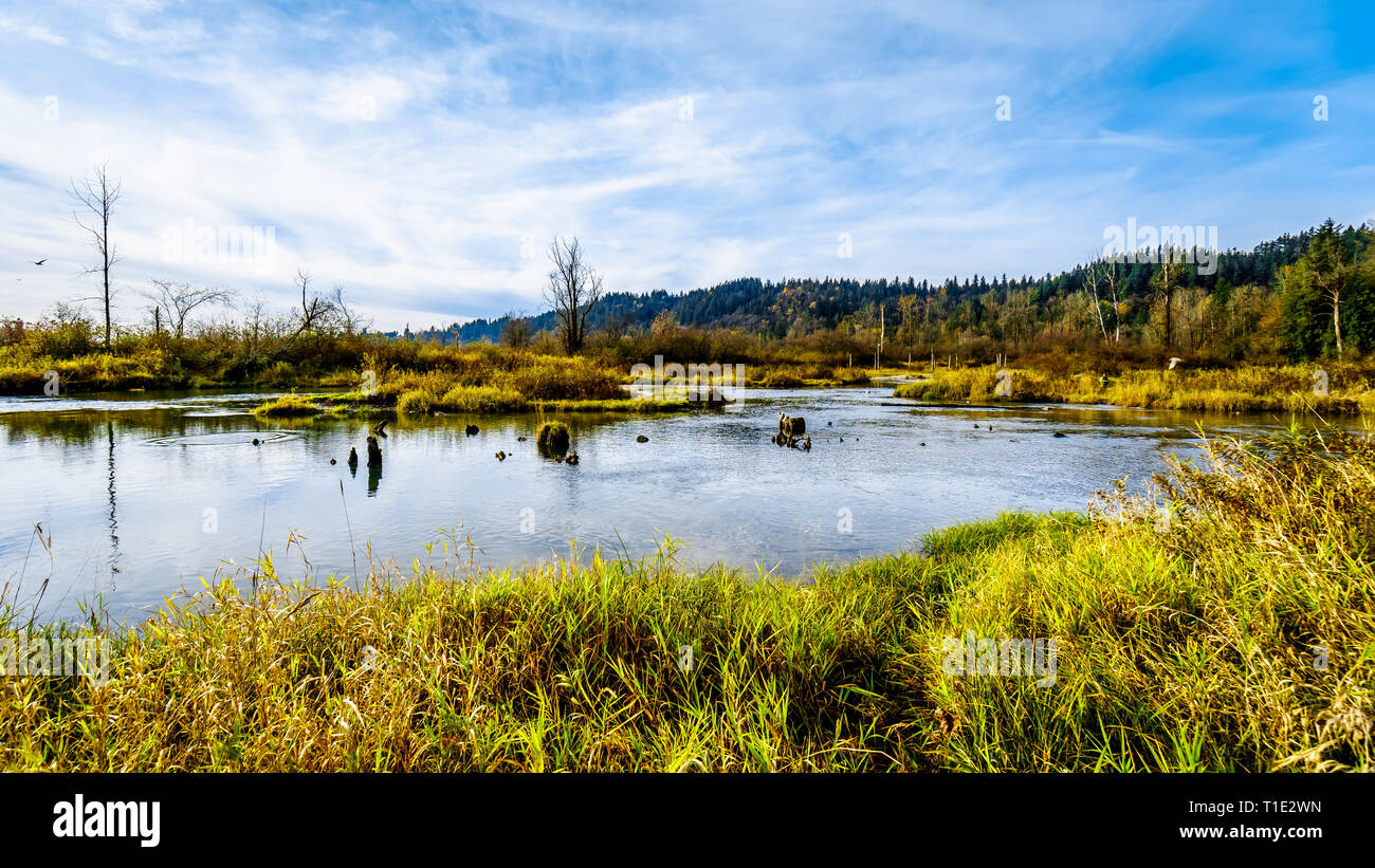 The spawning grounds of the Stave River downstream of the Ruskin Dam at ...