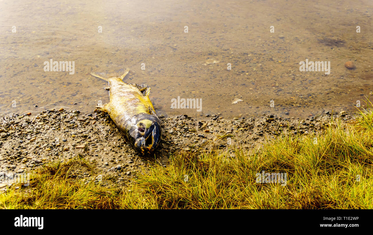 Dead Pink Salmon After Spawning In The Stave River Downstream Of The Ruskin Dam At Hayward Lake