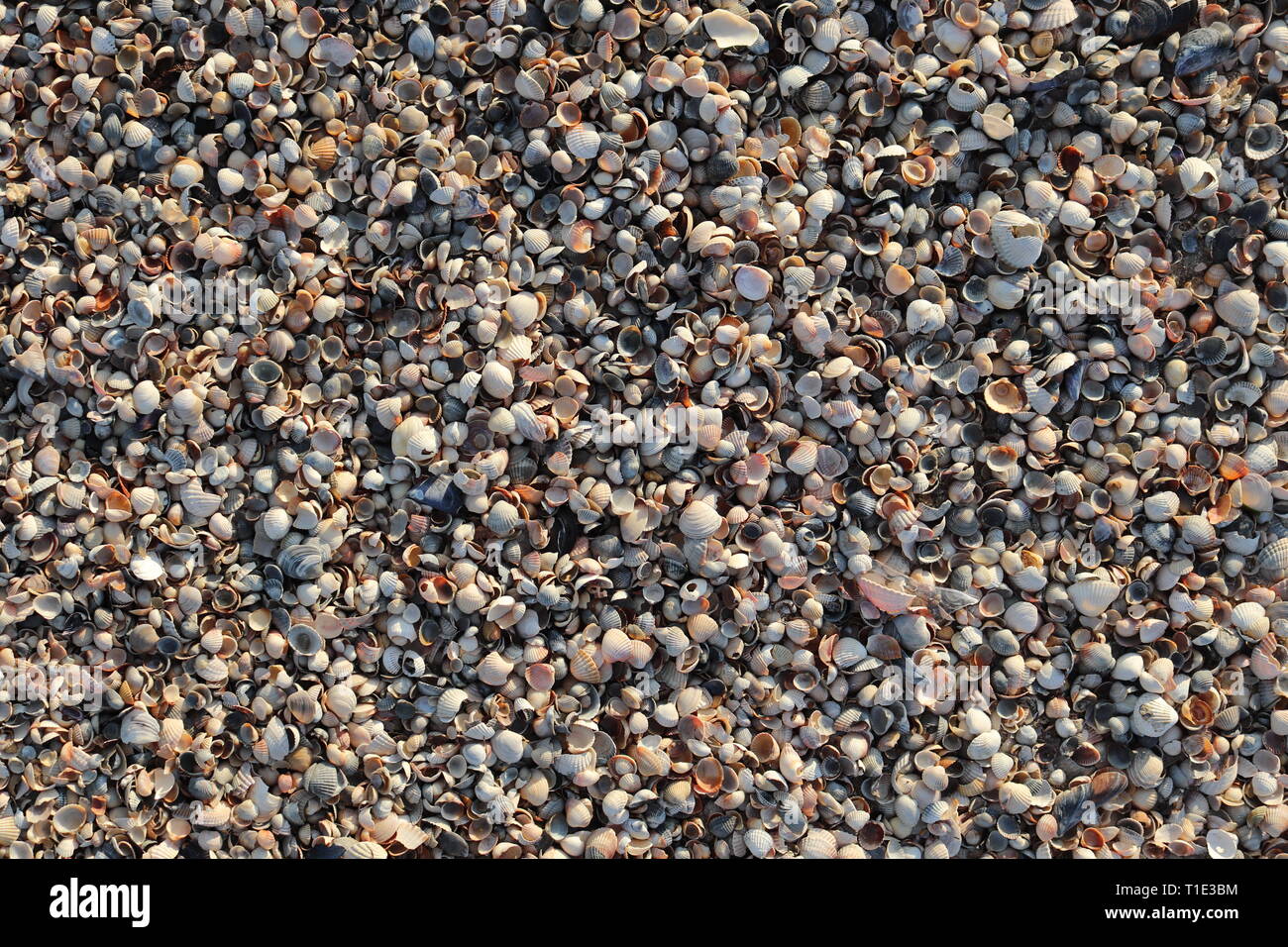 Textures of shells and sand on the sea shore. Natural texture. Wild ...