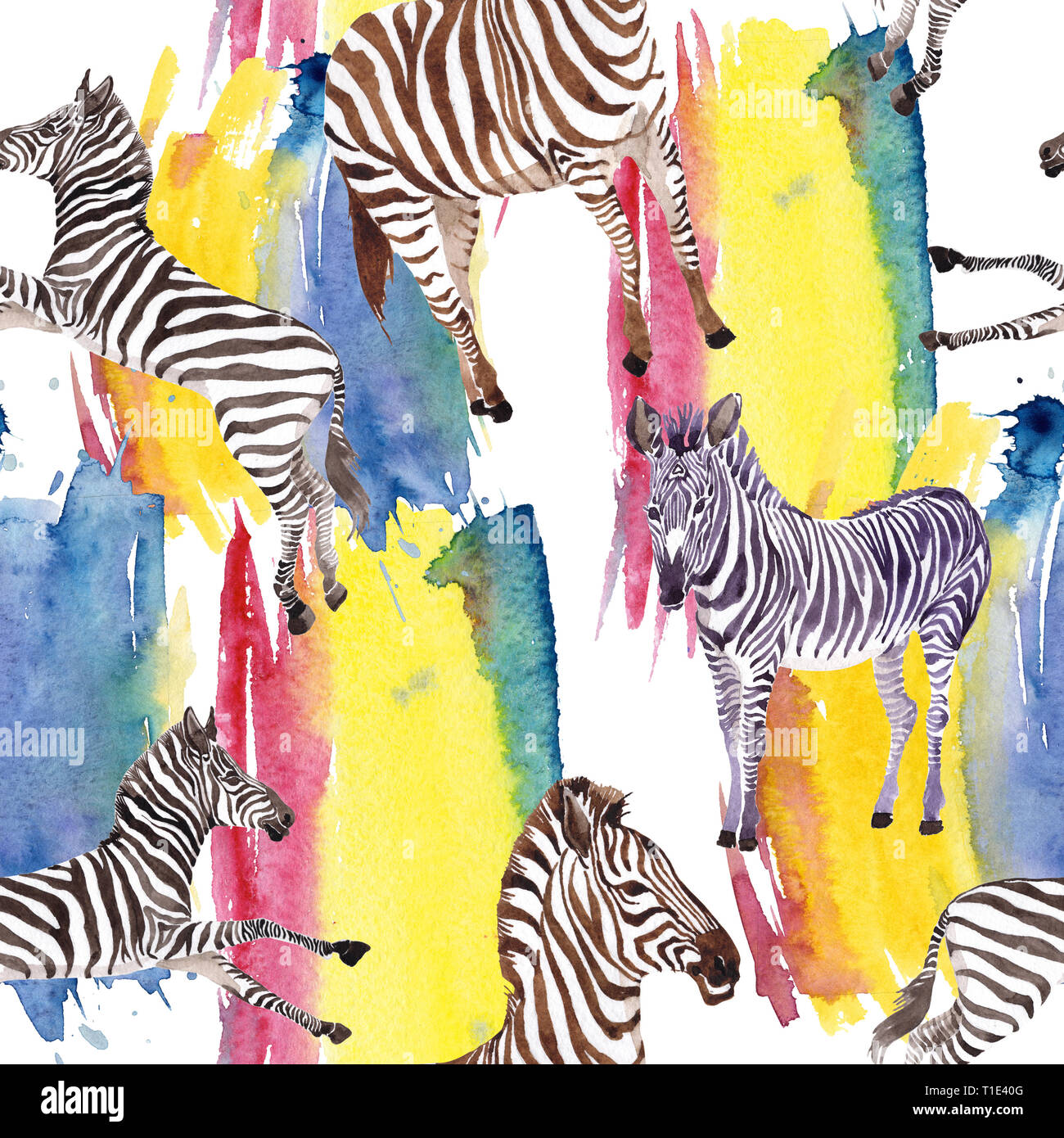 Exotic zebra wild animal in a watercolor style. Watercolor background ...