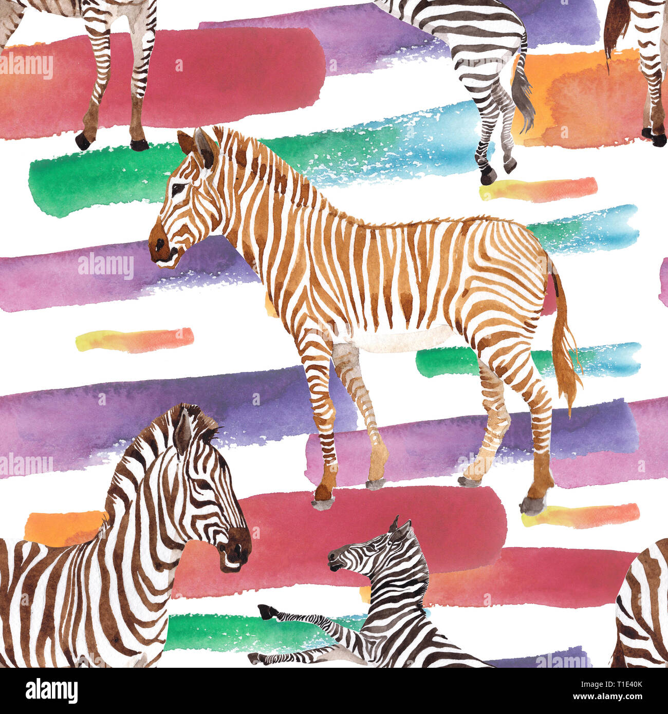 Exotic zebra wild animal in a watercolor style. Watercolor background ...