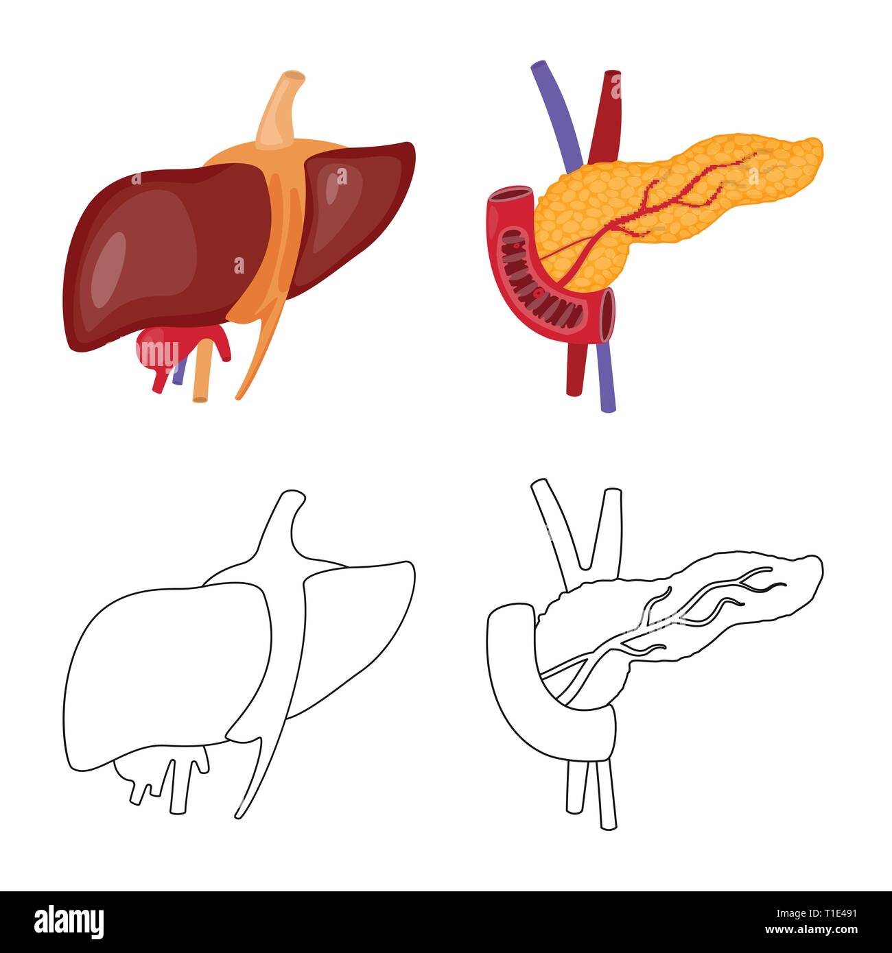 liver,pancreas,digestive,endocrine,body,diabetes,system,healthy,cancer ...