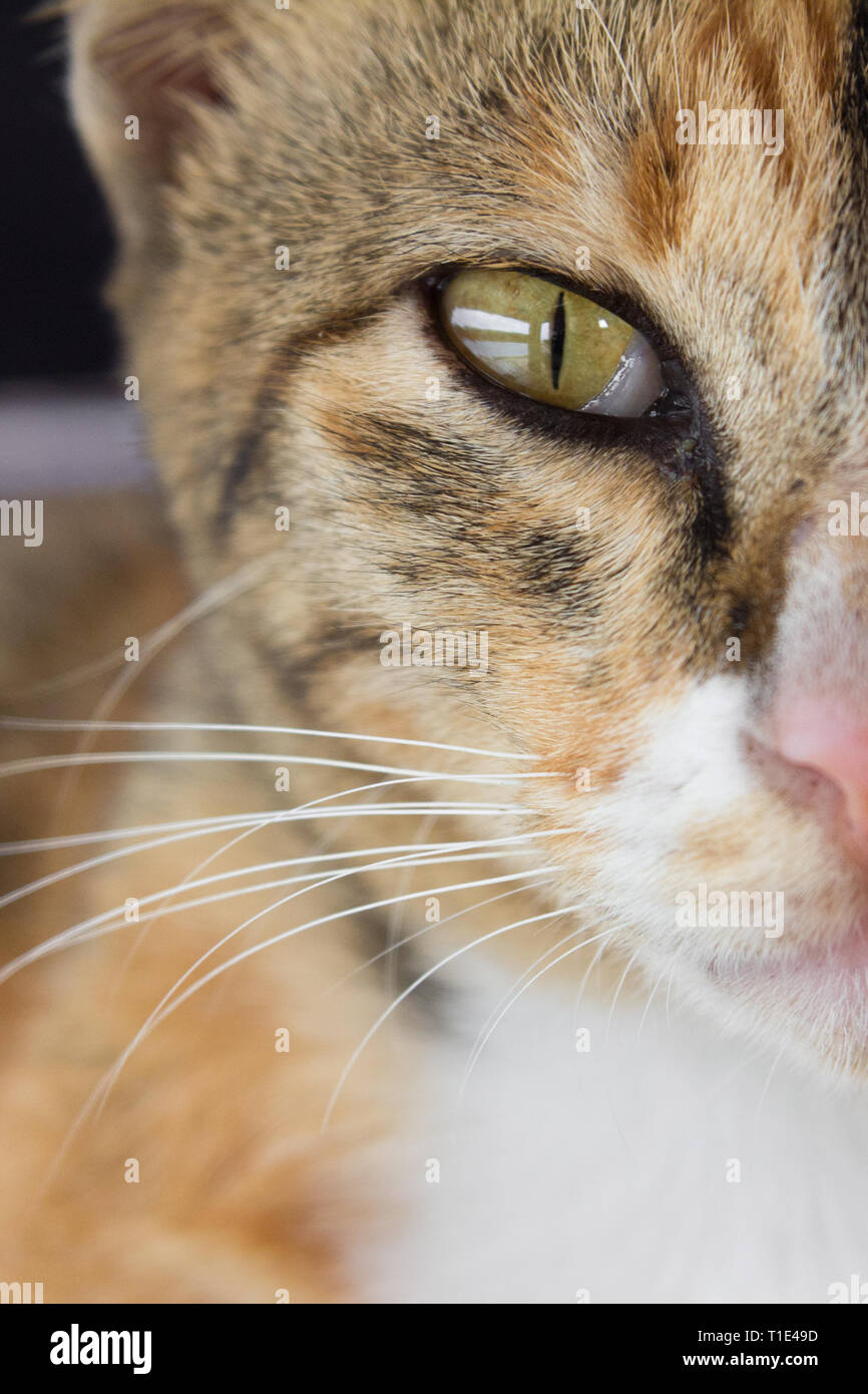 Half portrait of a tortoiseshell cat face Stock Photo - Alamy