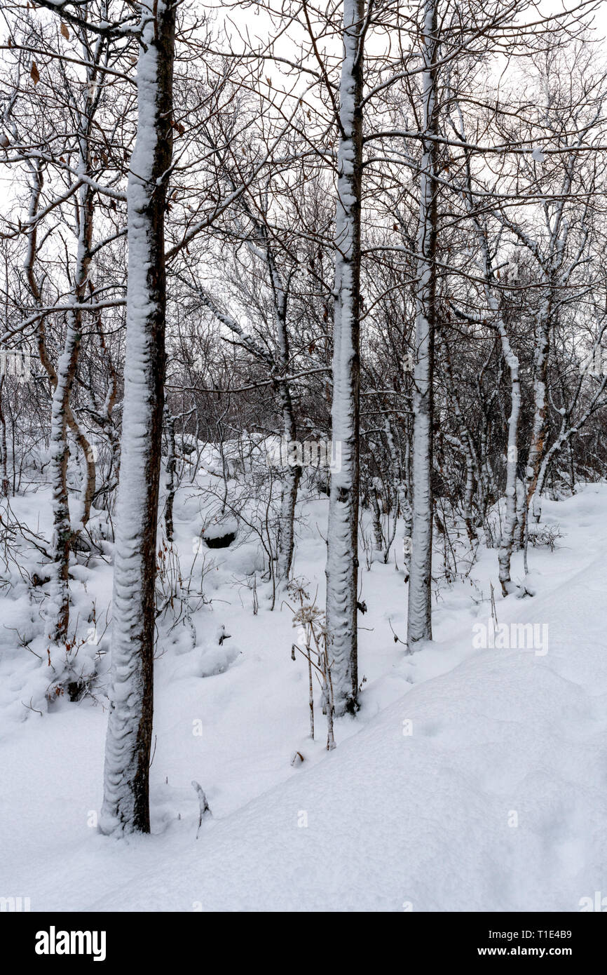 Iceland trees hi-res stock photography and images - Alamy