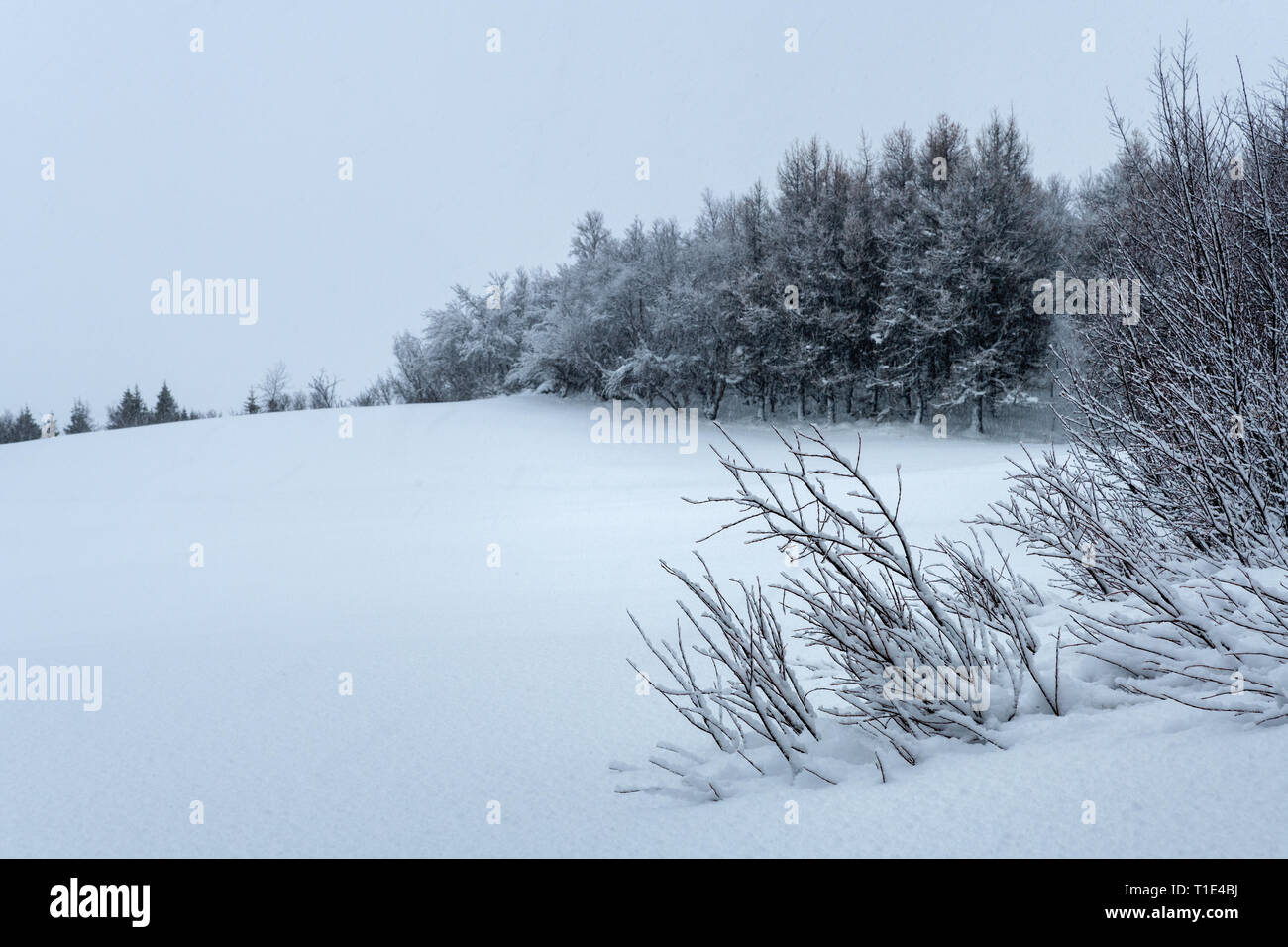 Snow and Trees, Iceland in Winter Stock Photo - Alamy