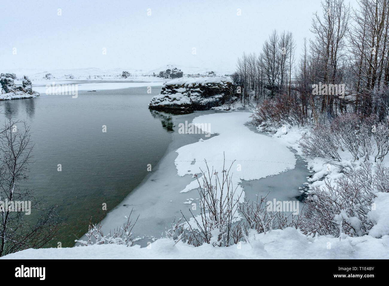 Lake, Snow and Trees, Iceland in Winter Stock Photo - Alamy