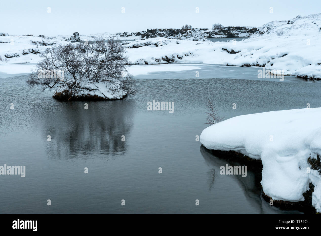 Lake, Snow and Trees, Iceland in Winter Stock Photo - Alamy