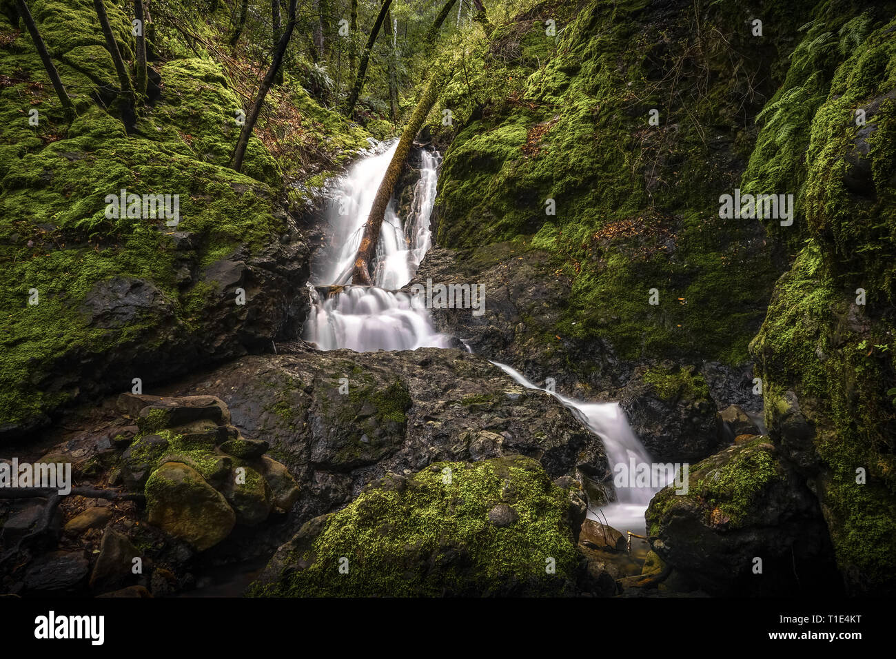 Basin Falls, a Waterfall in a Mossy Rock Canyon at Uvas County Park ...