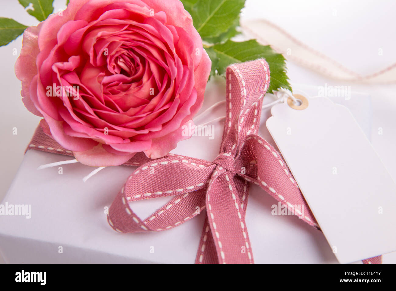 Beautiful Pink rose, gift box with ribbon on white background. Greeting ...
