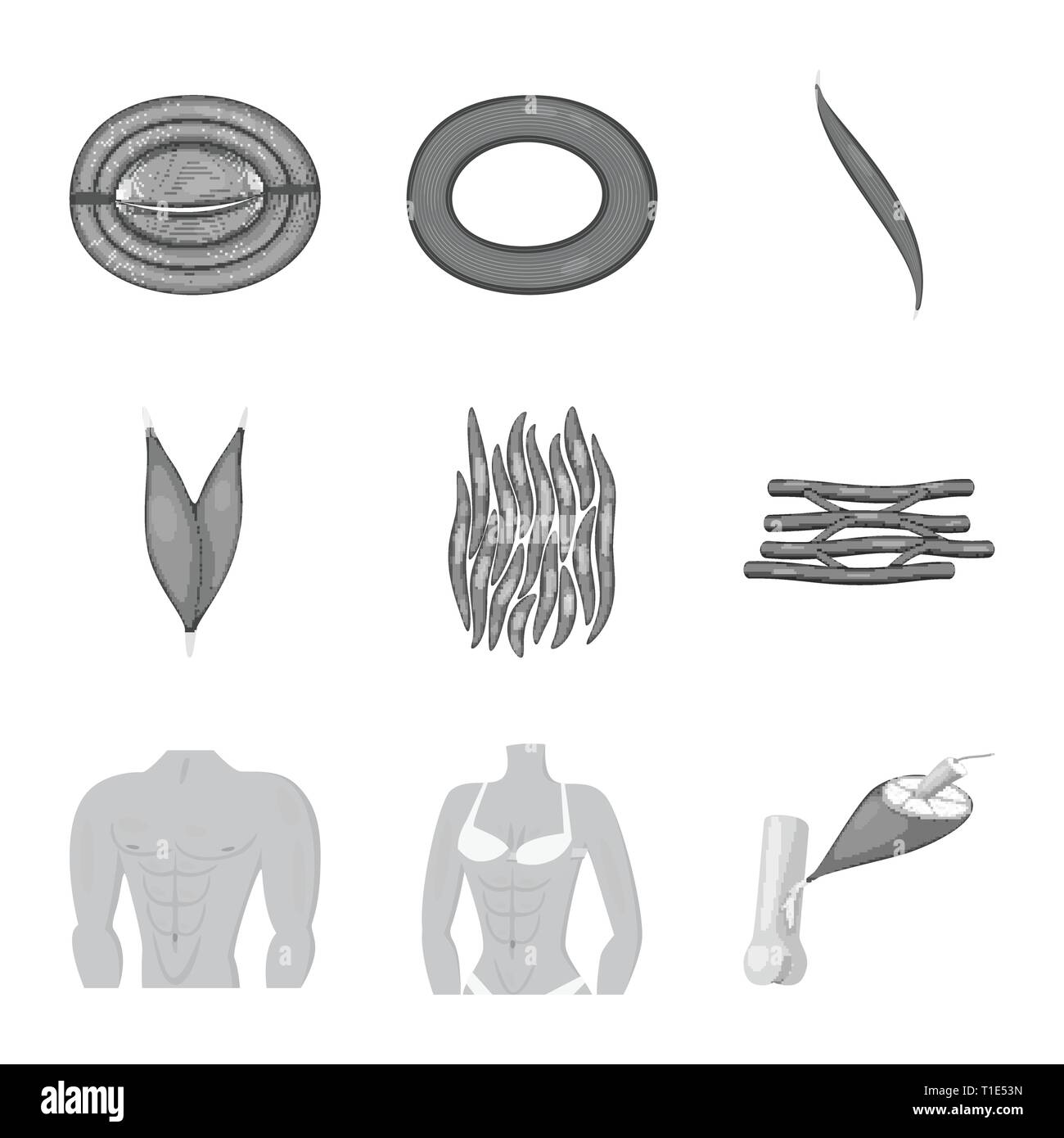 Vector illustration of human and body sign. Set of human and cells ...