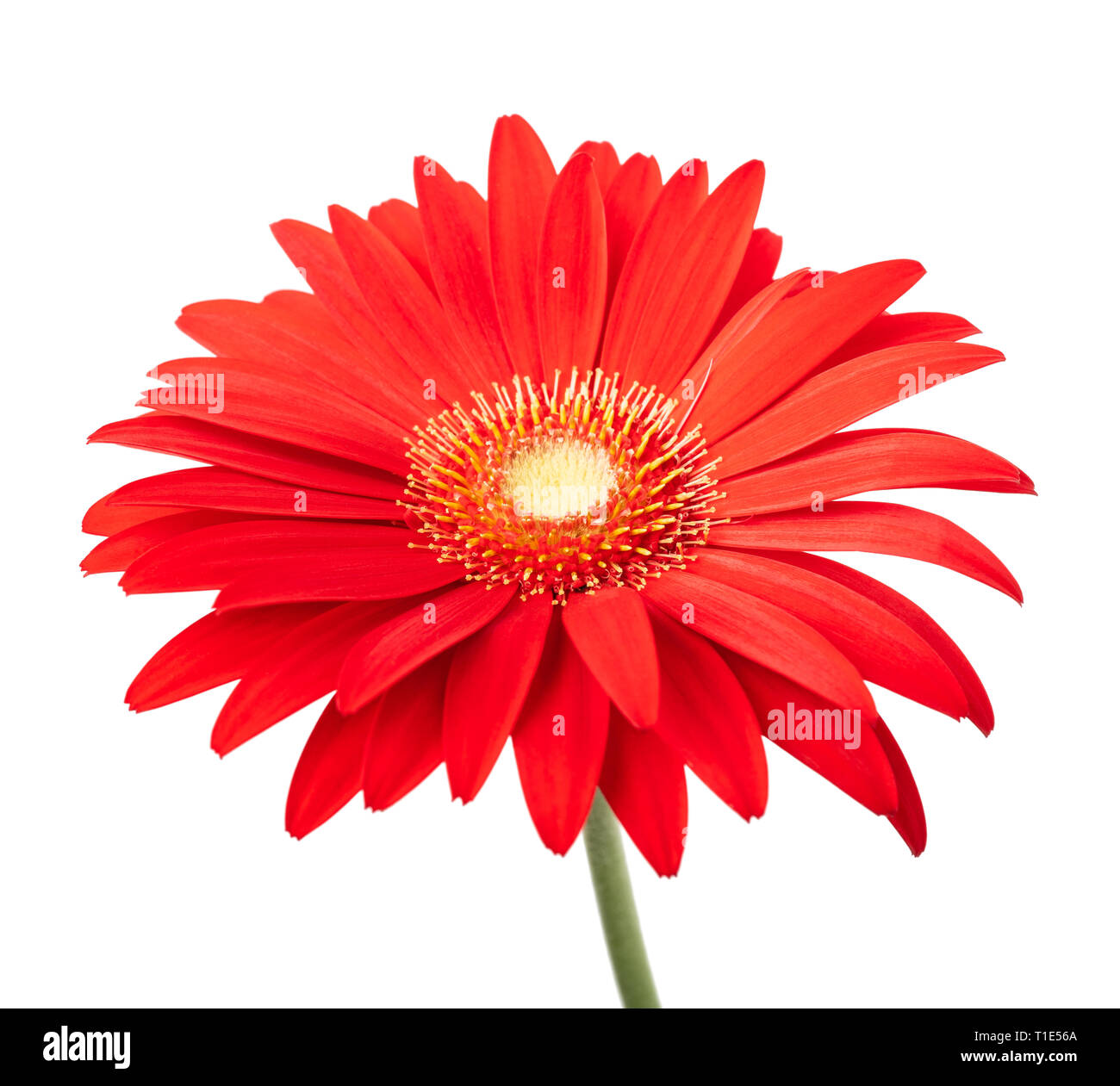 Red Gerbera flower isolated on white background Stock Photo - Alamy
