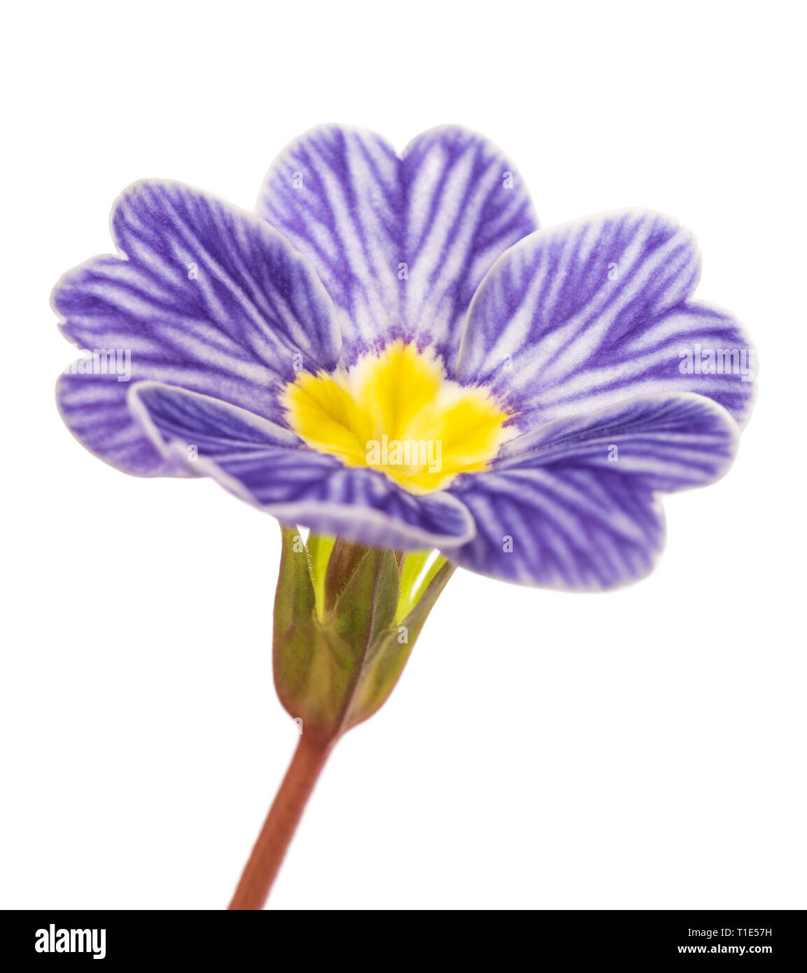 Blossom primrose flower hi-res stock photography and images - Alamy