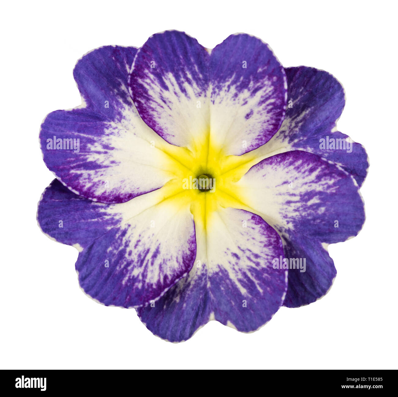 primrose flower isolated on white background Stock Photo - Alamy