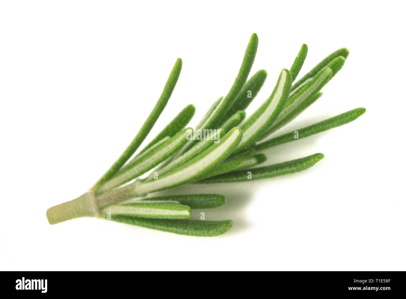 Rosemary sprig rosmarinus officinalis hi-res stock photography and ...