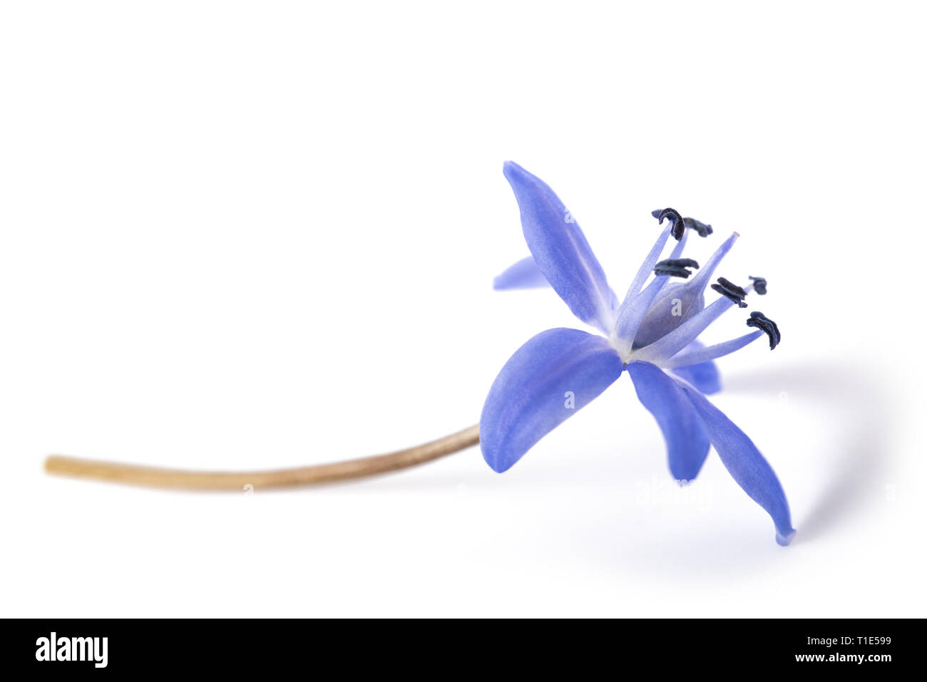 Squill scilla on white Cut Out Stock Images & Pictures - Alamy
