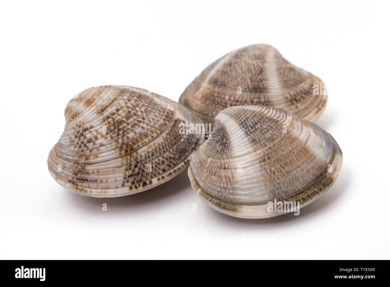 three clams isolated on white background Stock Photo - Alamy