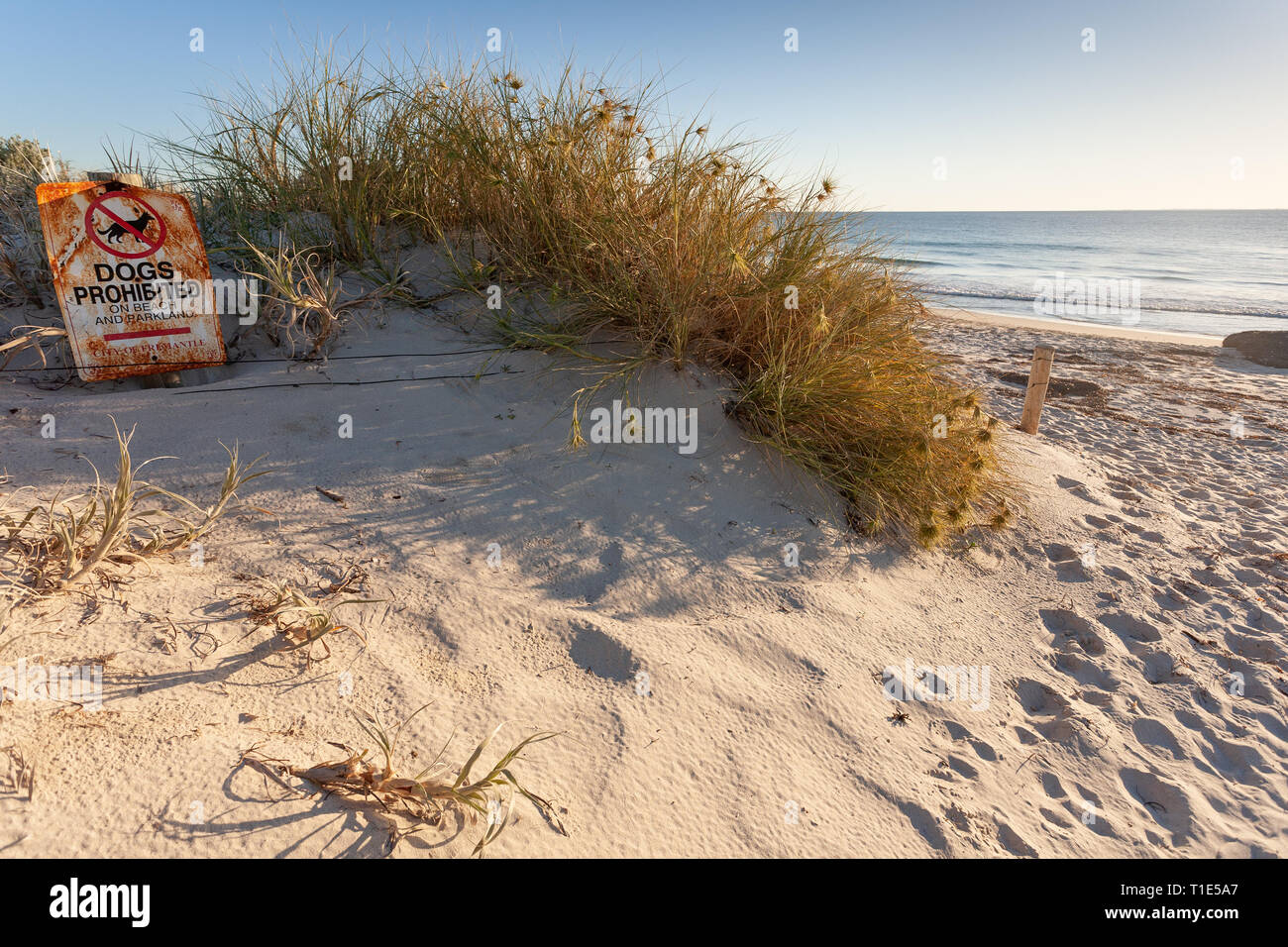 Perth dog beach hi-res stock photography and images - Alamy
