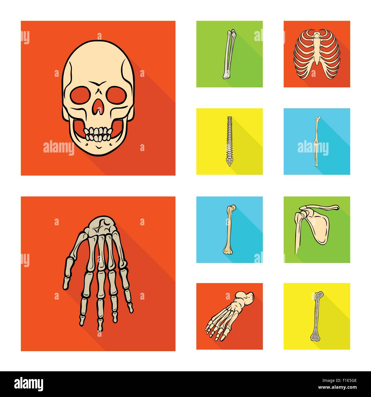 skull,femur,rib,spine,knee,wrist,foot,death,cage,chiropractic,joint ...