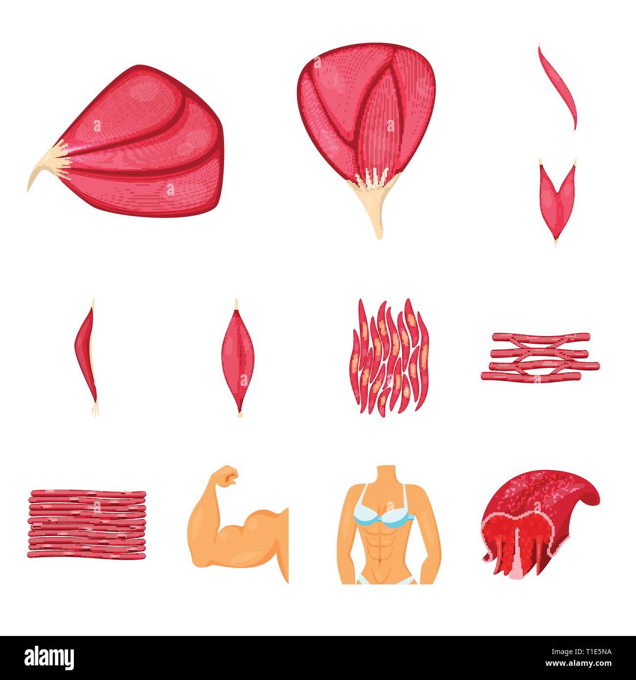 Tongue striated muscle Cut Out Stock Images & Pictures - Alamy