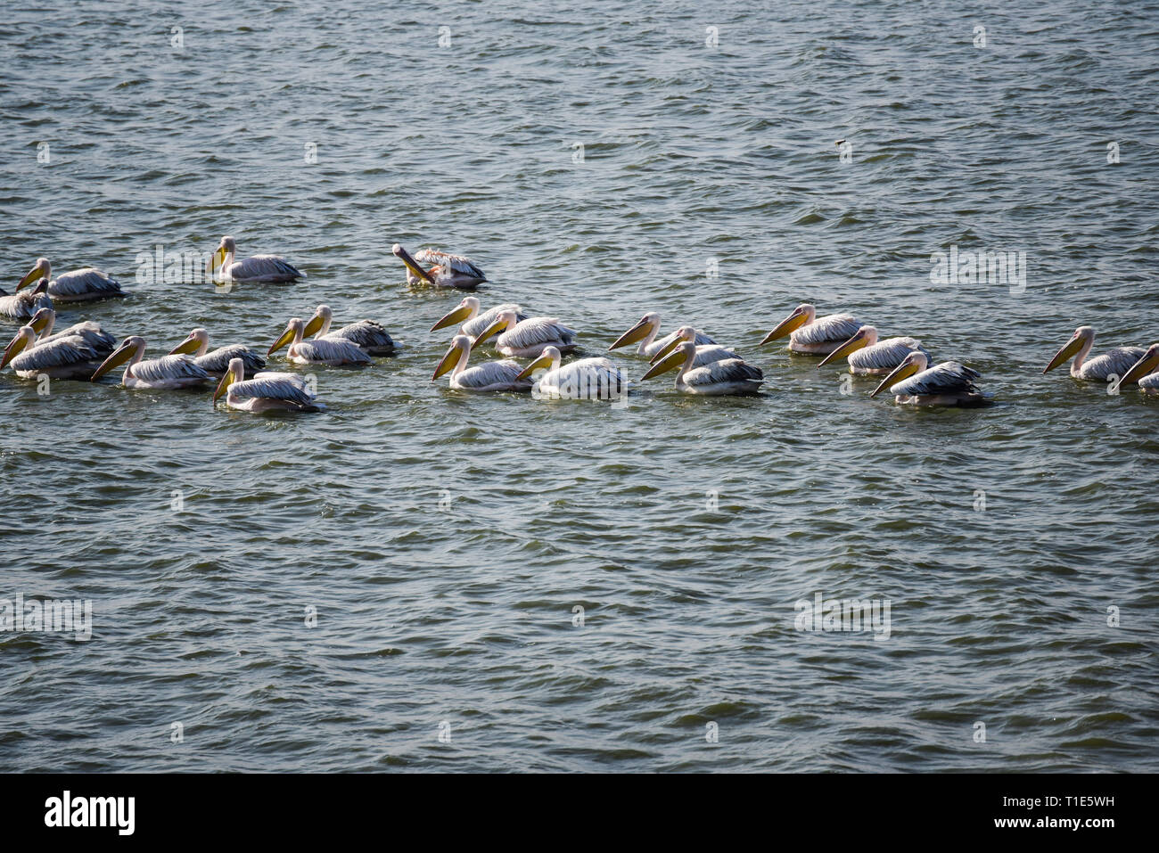Pelican seabird flock hi-res stock photography and images - Alamy