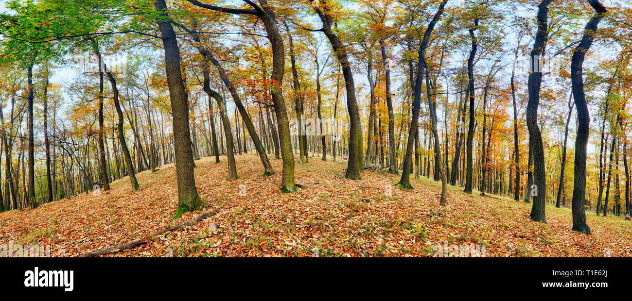 Forest panorama at autumn Stock Photo - Alamy