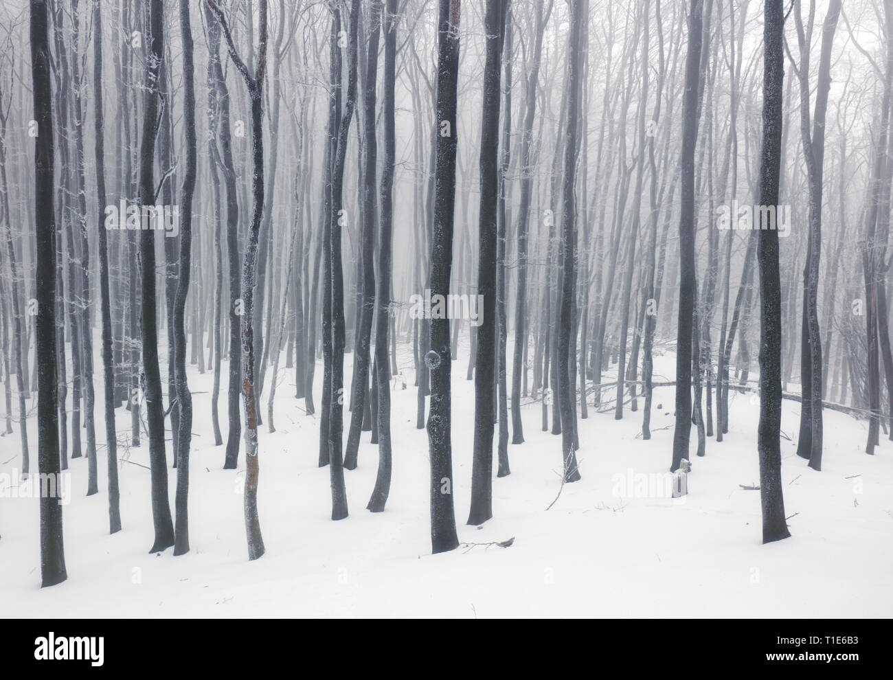 Winter in foggy frot forest with tree Stock Photo - Alamy