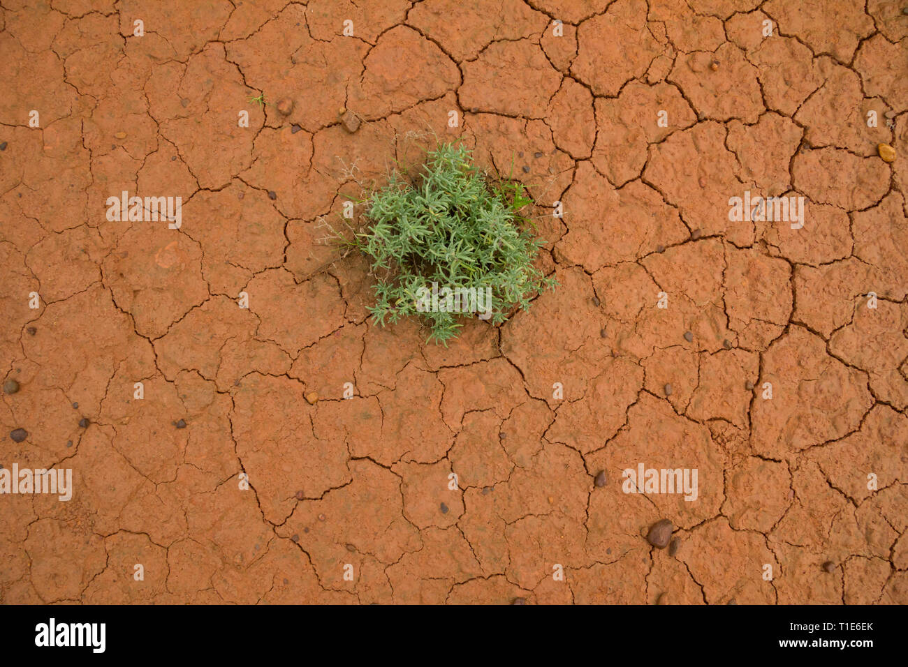 Lone plant grows in desert on cracked bare earth Stock Photo - Alamy