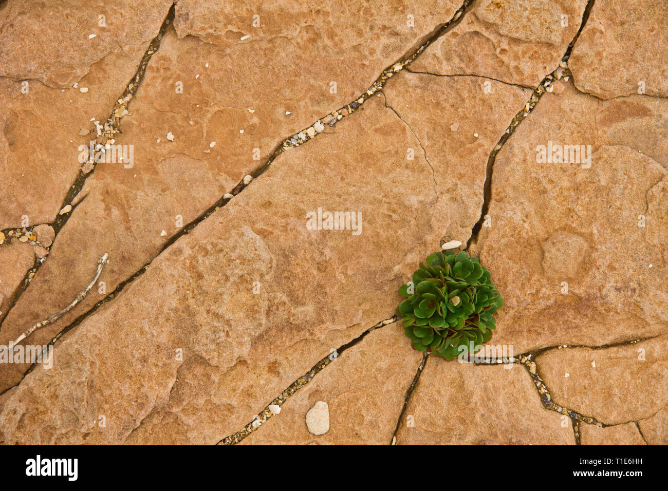 Lone green plant grows in dry rock cracks Stock Photo - Alamy