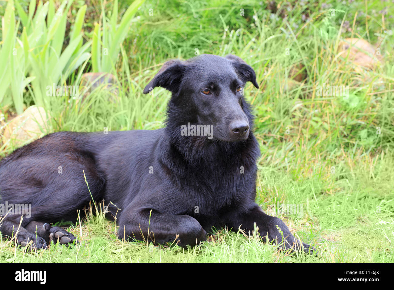 Happy labrador retriever hi-res stock photography and images - Alamy