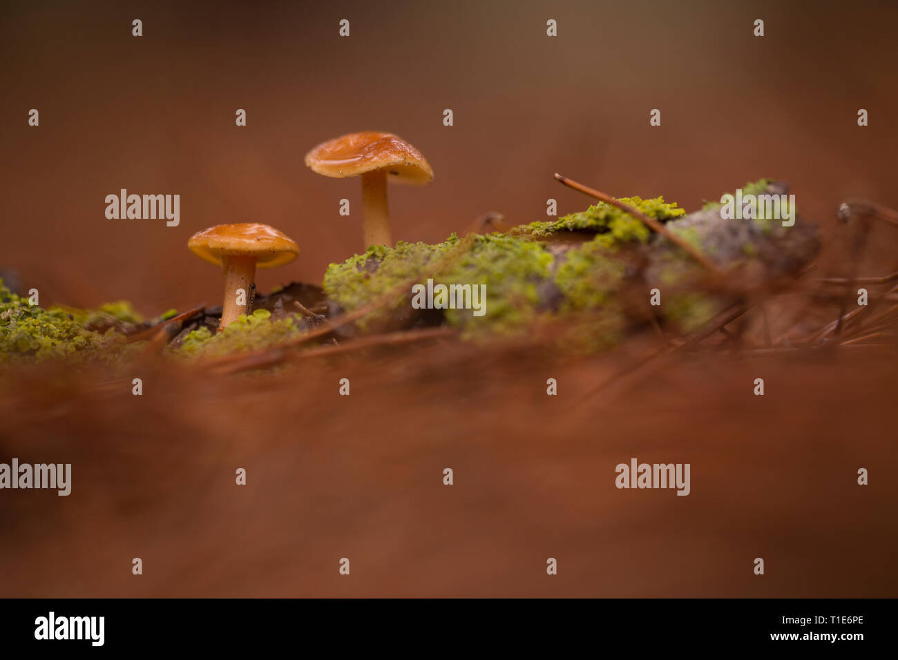 Suillus granulatus commonly known as Weeping Bolete appears under ...