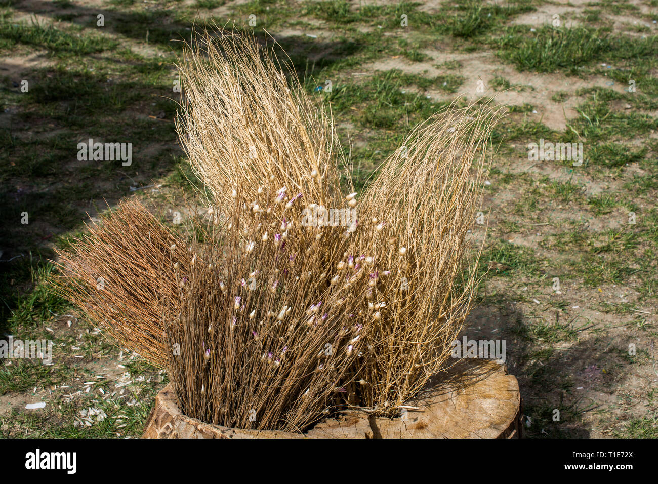 Beautiful colorful natural flowers in dry form Stock Photo - Alamy