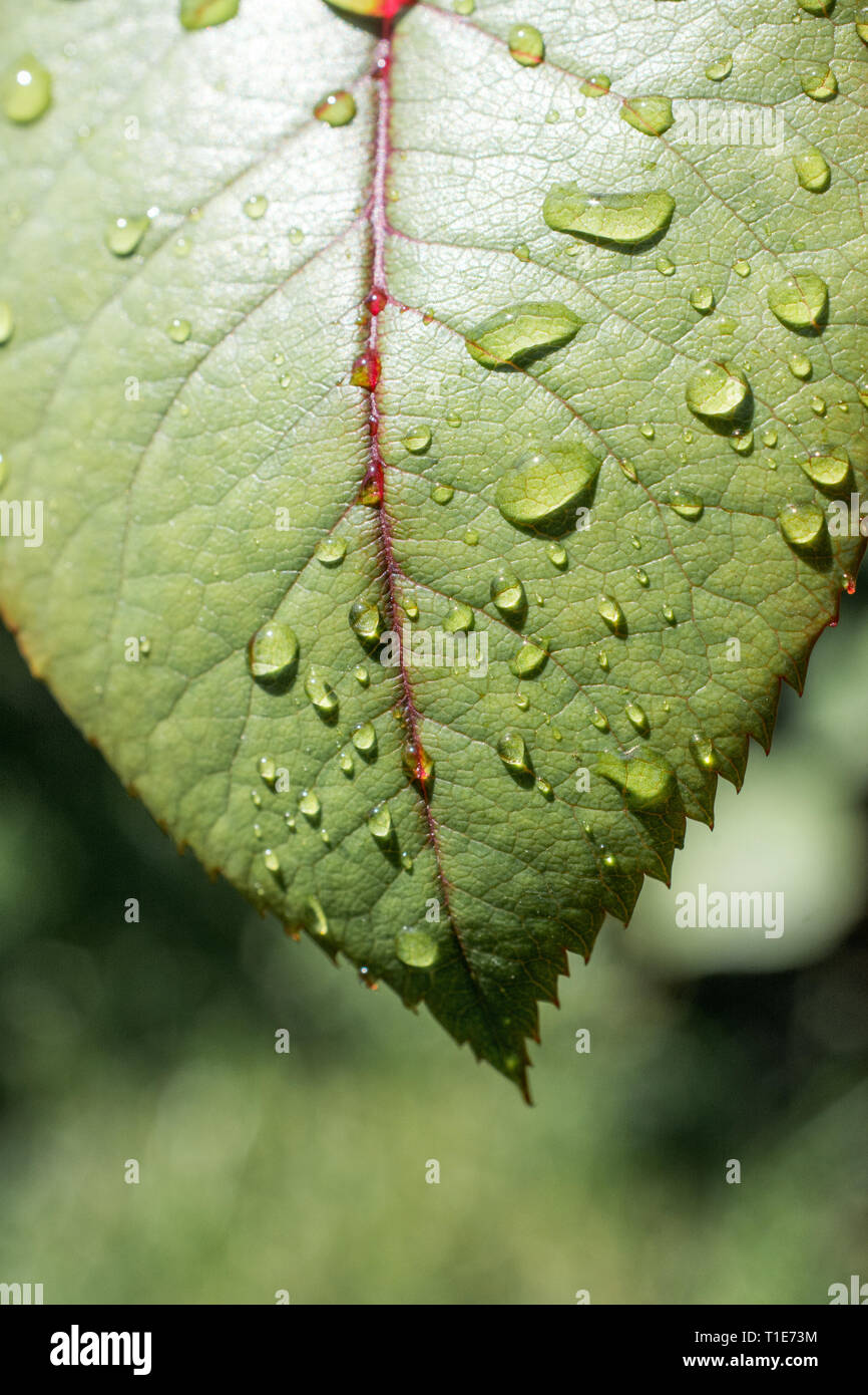 Separate water drops hi-res stock photography and images - Alamy
