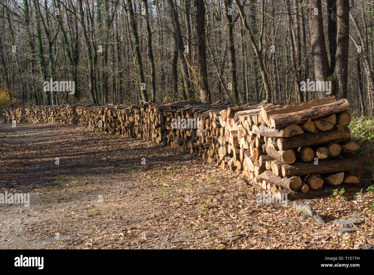 Tree logs stucked up hi-res stock photography and images - Alamy
