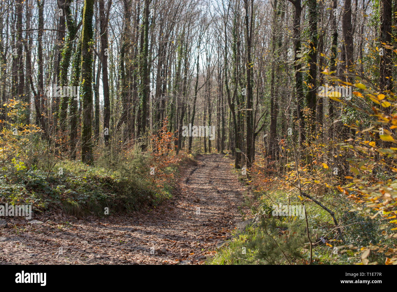 Hiking path in beautiful woods landscape in forest Stock Photo - Alamy