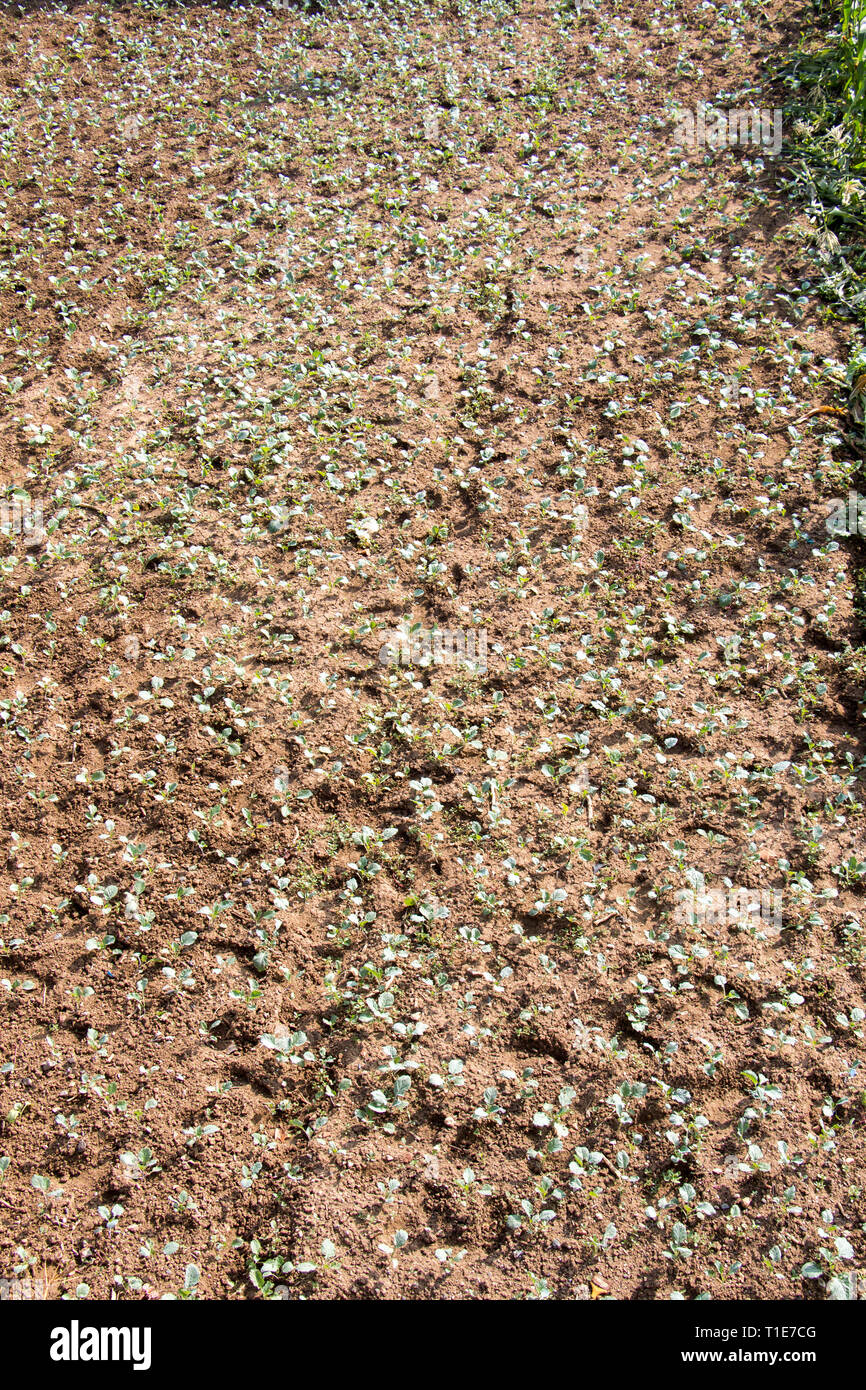 Growing sprouted agricultural crops in spring field Stock Photo - Alamy